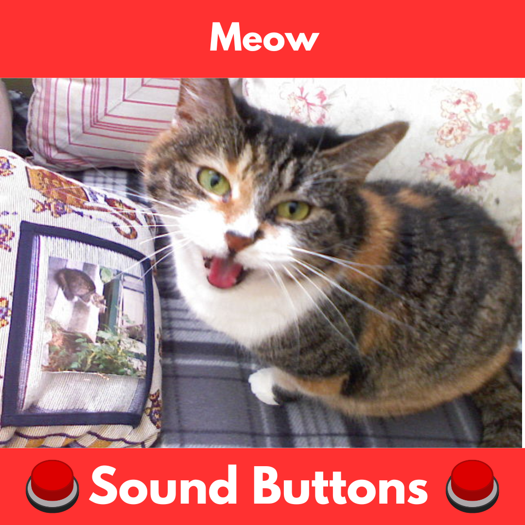 Meow Soundboard: Play Cat Sounds & Meows Instantly